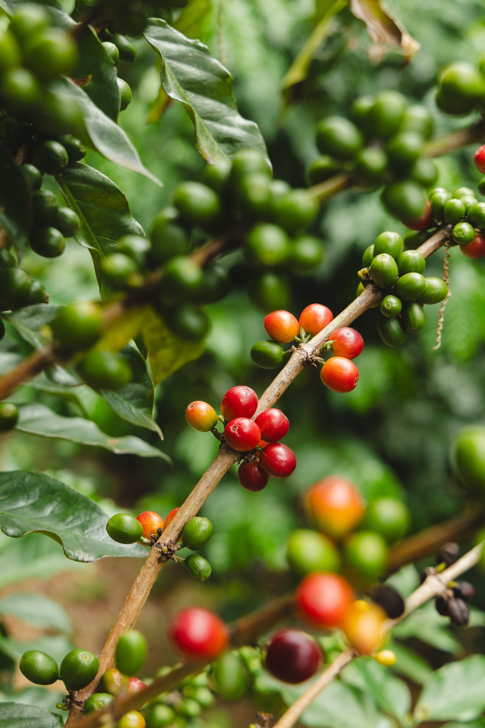 Cuela - café de Puerto Rico